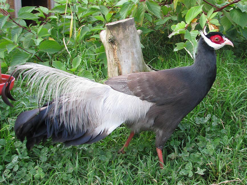 Brown Eared Pheasant