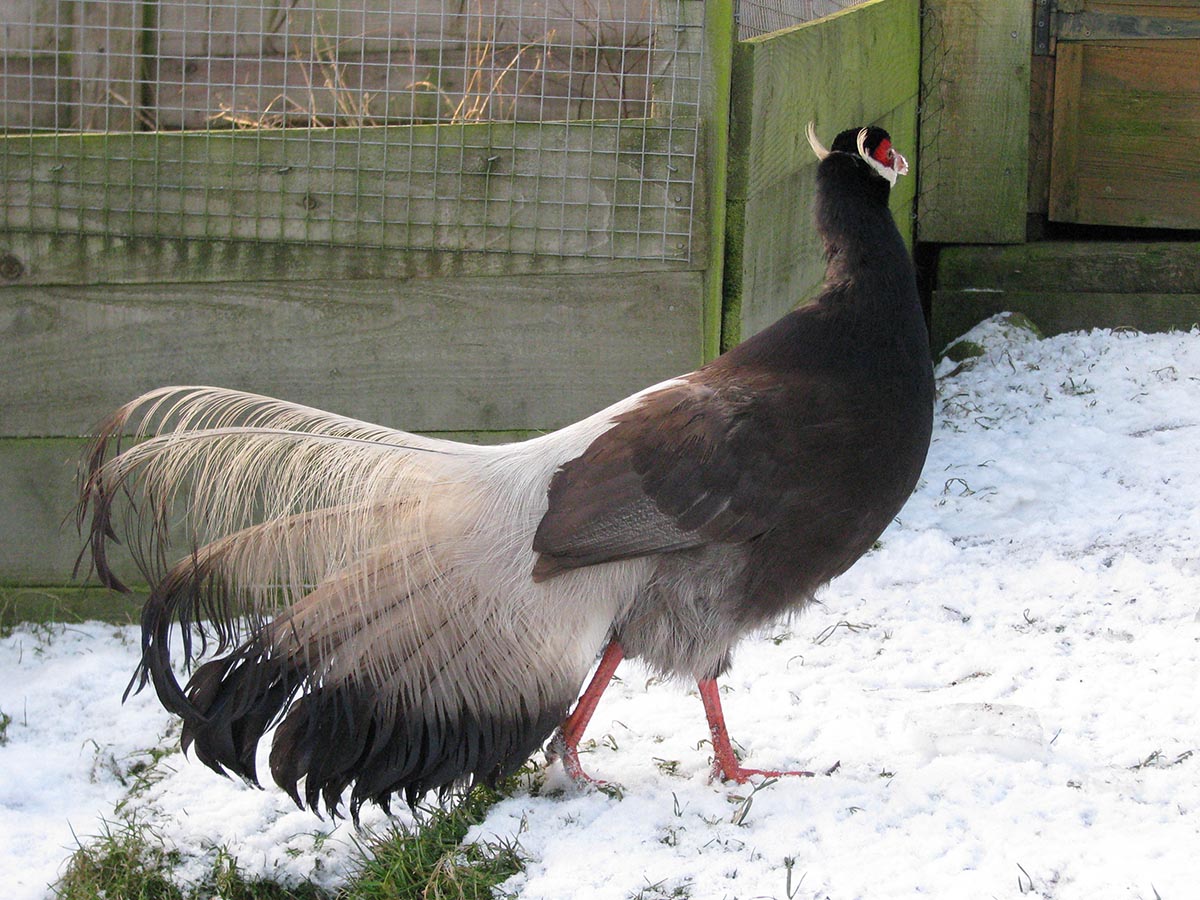 Brown Eared Pheasant